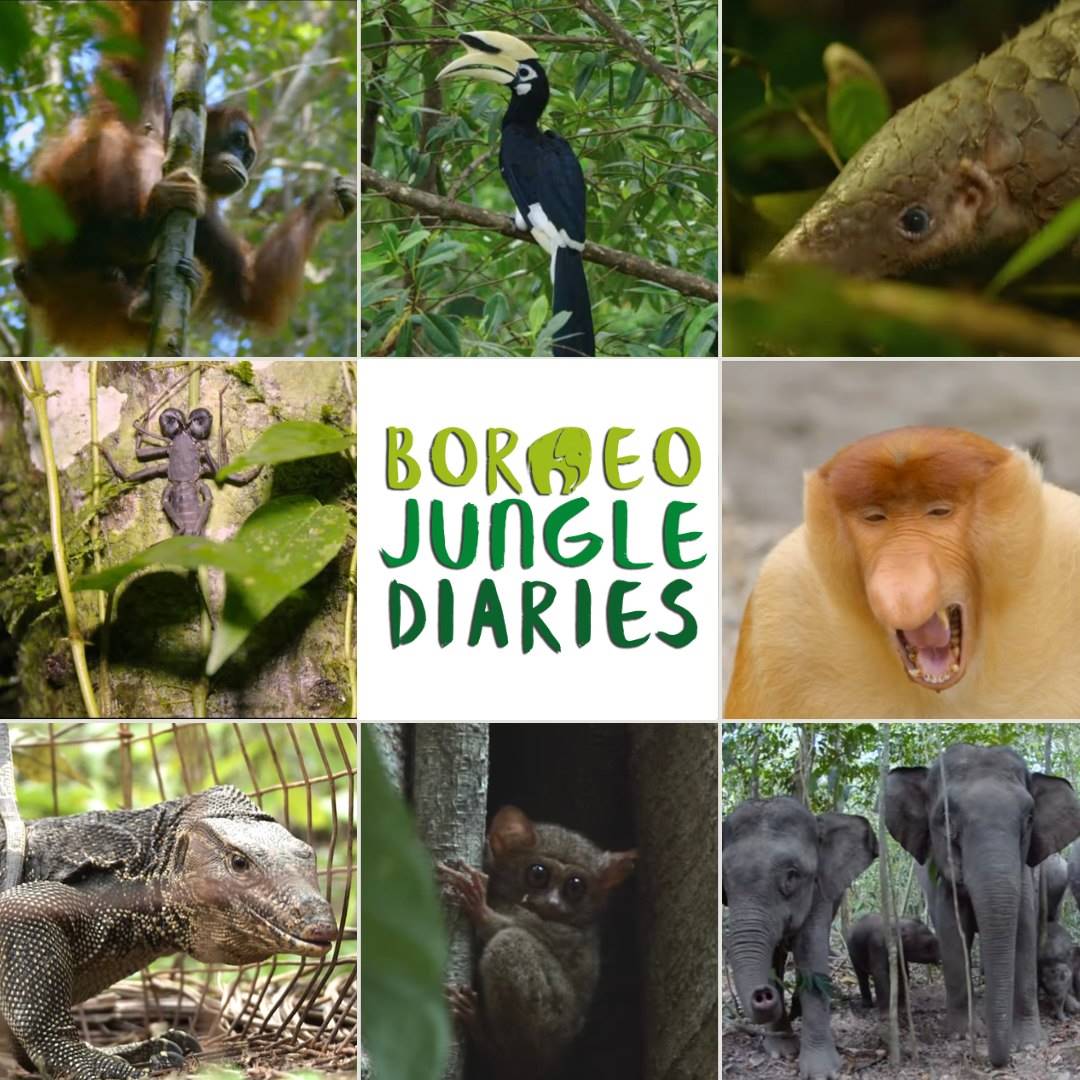 Borneo Jungle Diaries – Yayasan Sime Darby Arts Festival